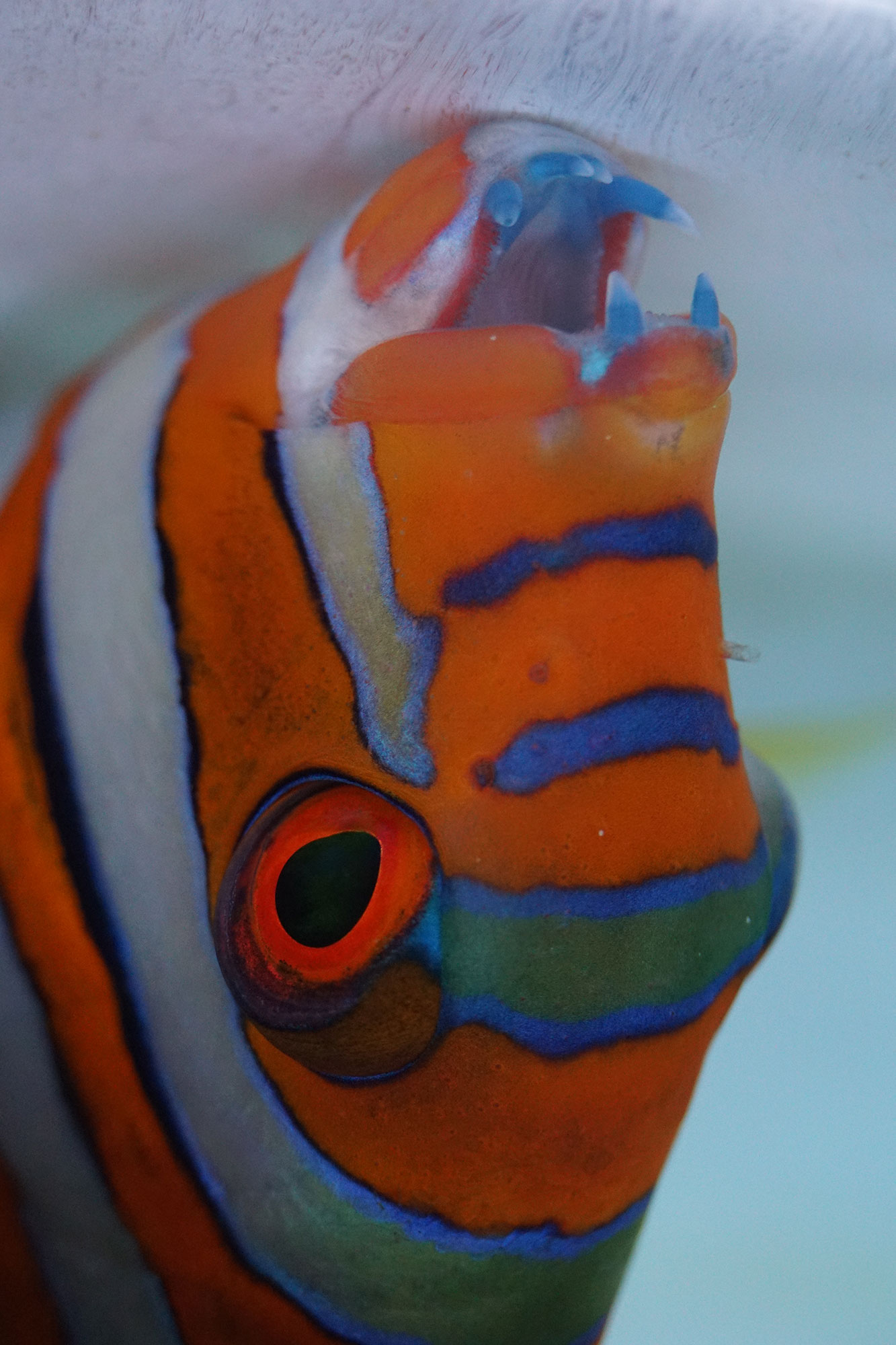 Aquarium Heaters | Aquarium Services of Oregon LLC.